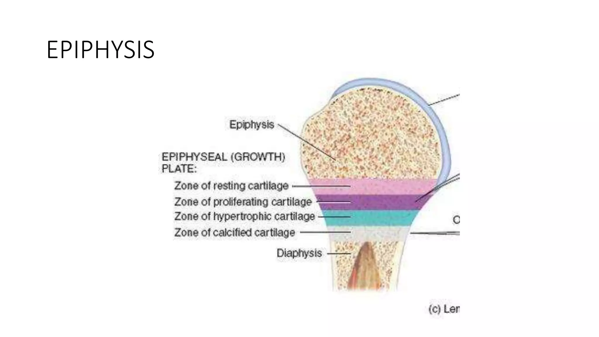Classification of bones and Anatomy of a long bone | PPTX