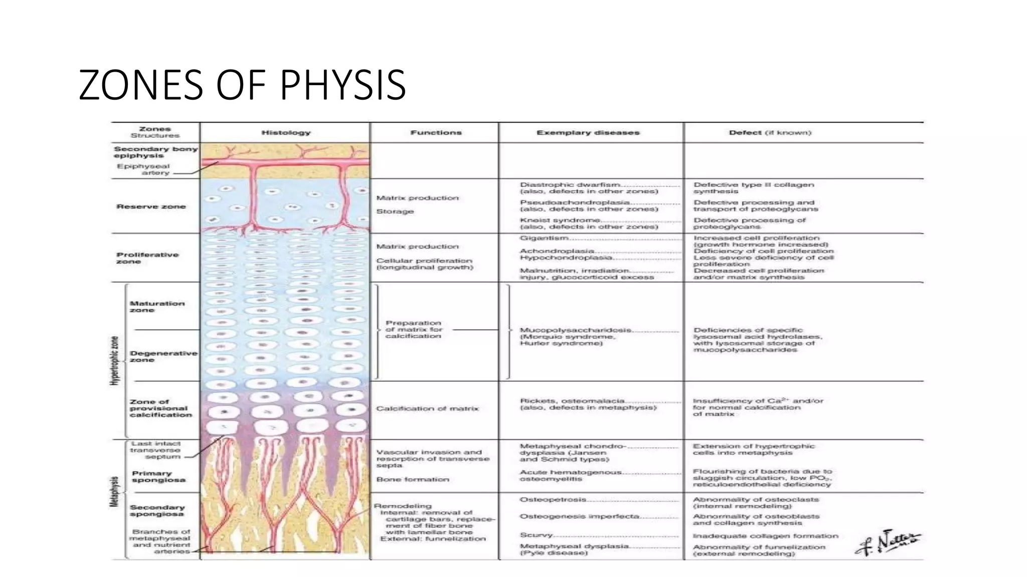 Classification of bones and Anatomy of a long bone | PPTX
