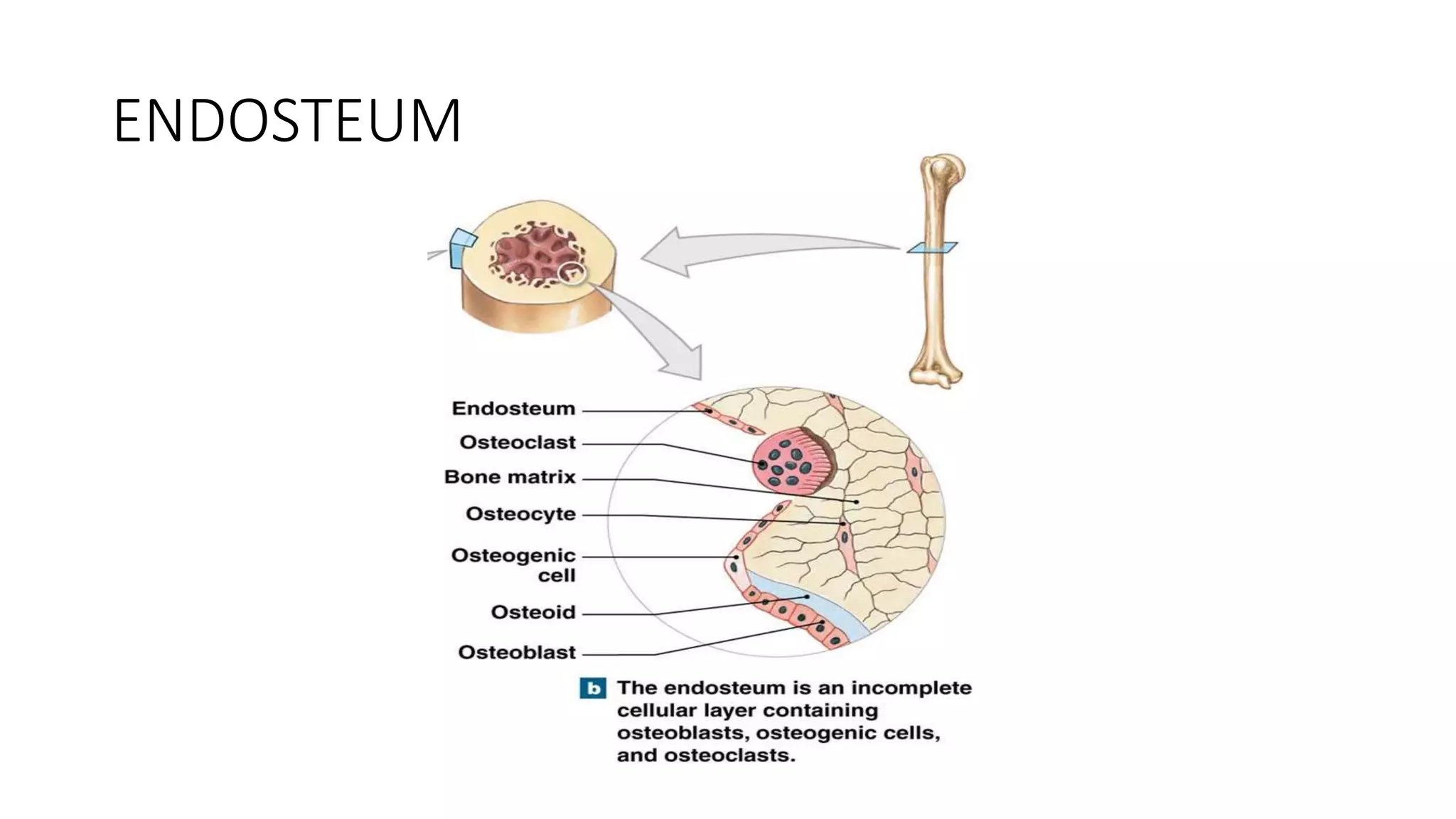 Classification of bones and Anatomy of a long bone | PPTX