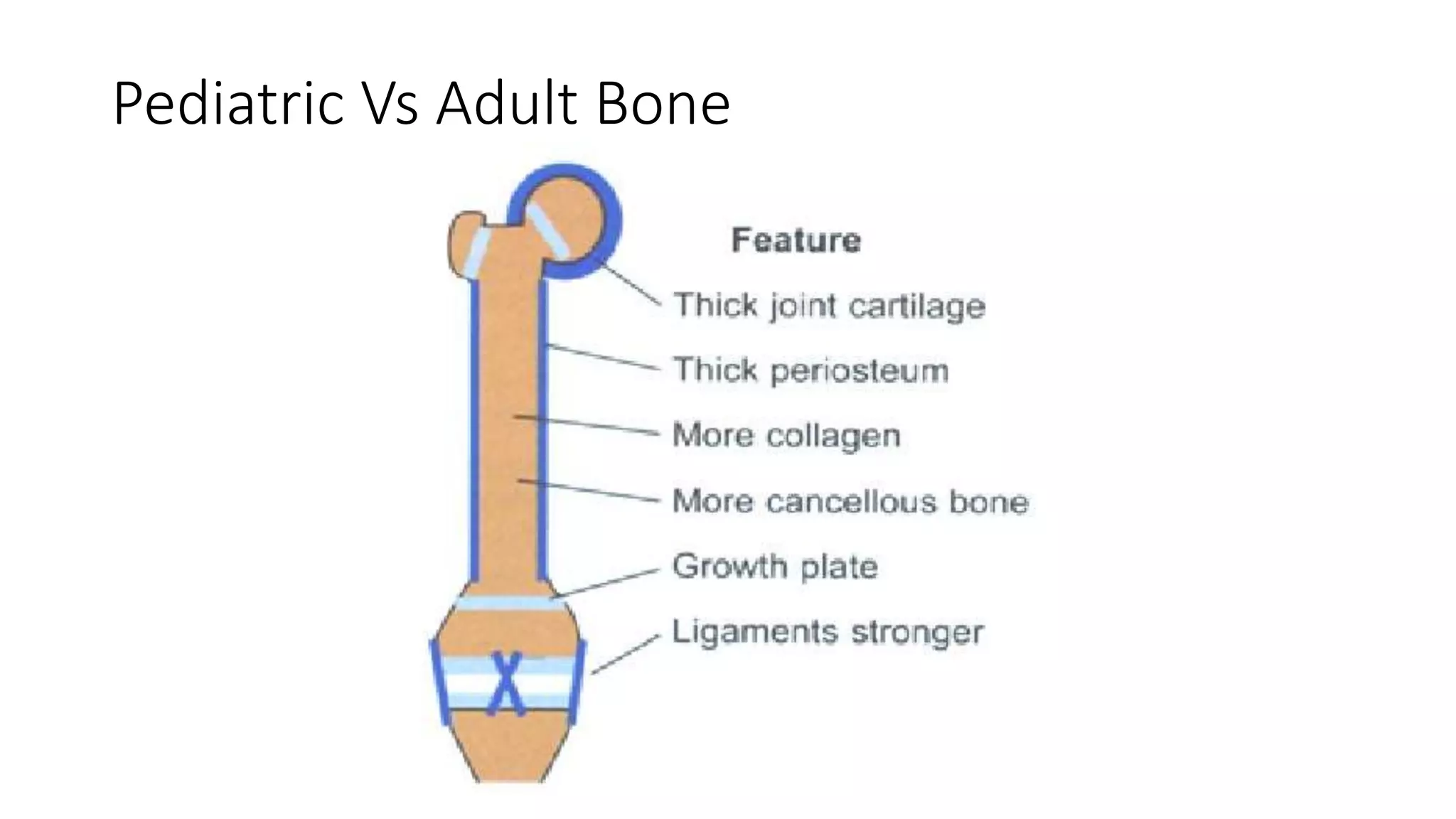 Classification of bones and Anatomy of a long bone | PPTX