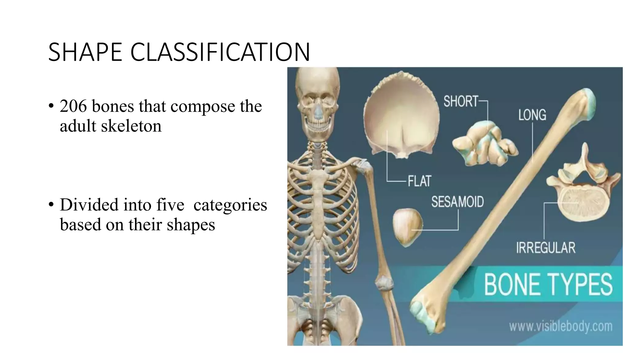 Classification of bones and Anatomy of a long bone | PPTX