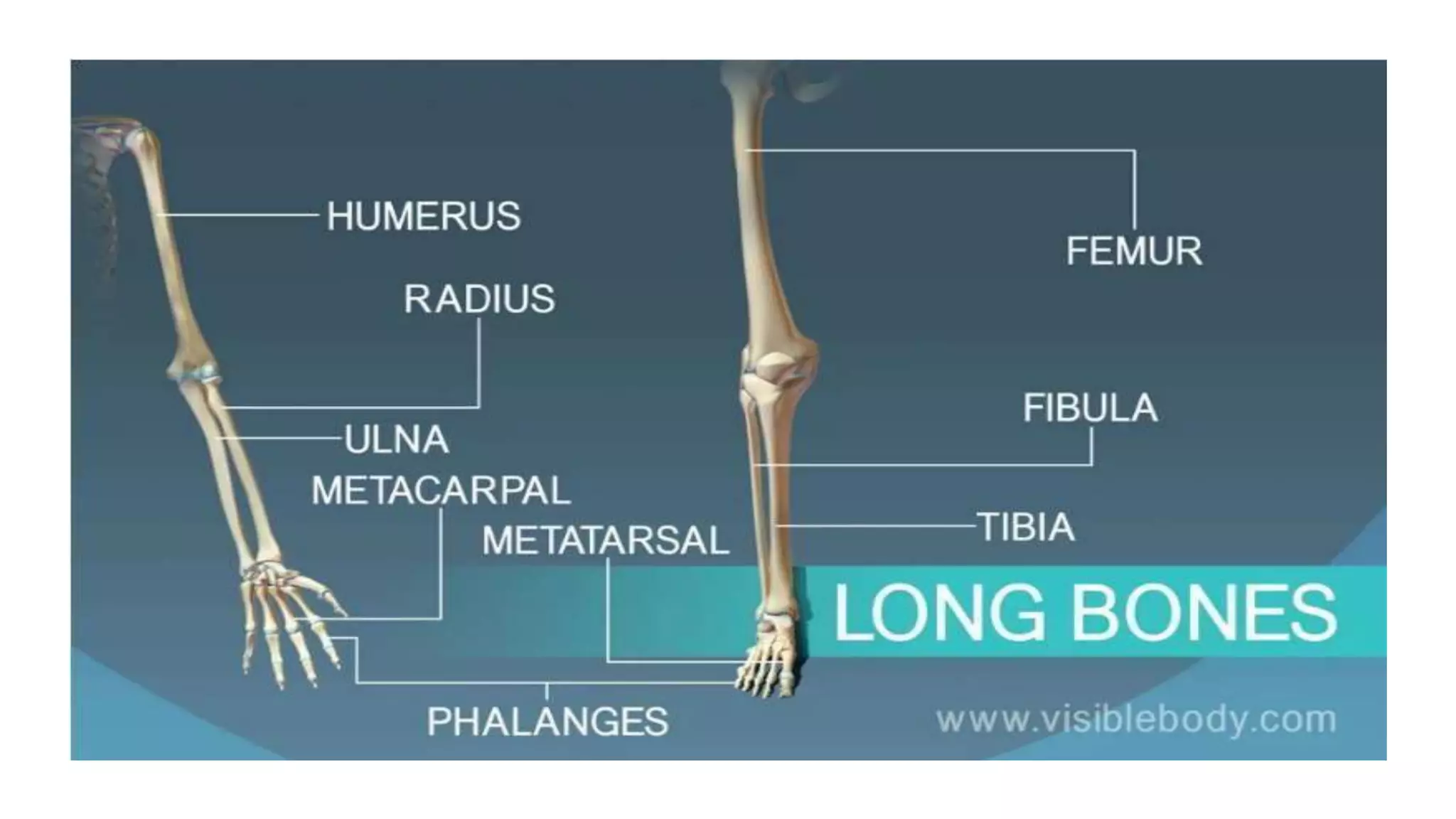 Classification of bones and Anatomy of a long bone | PPTX