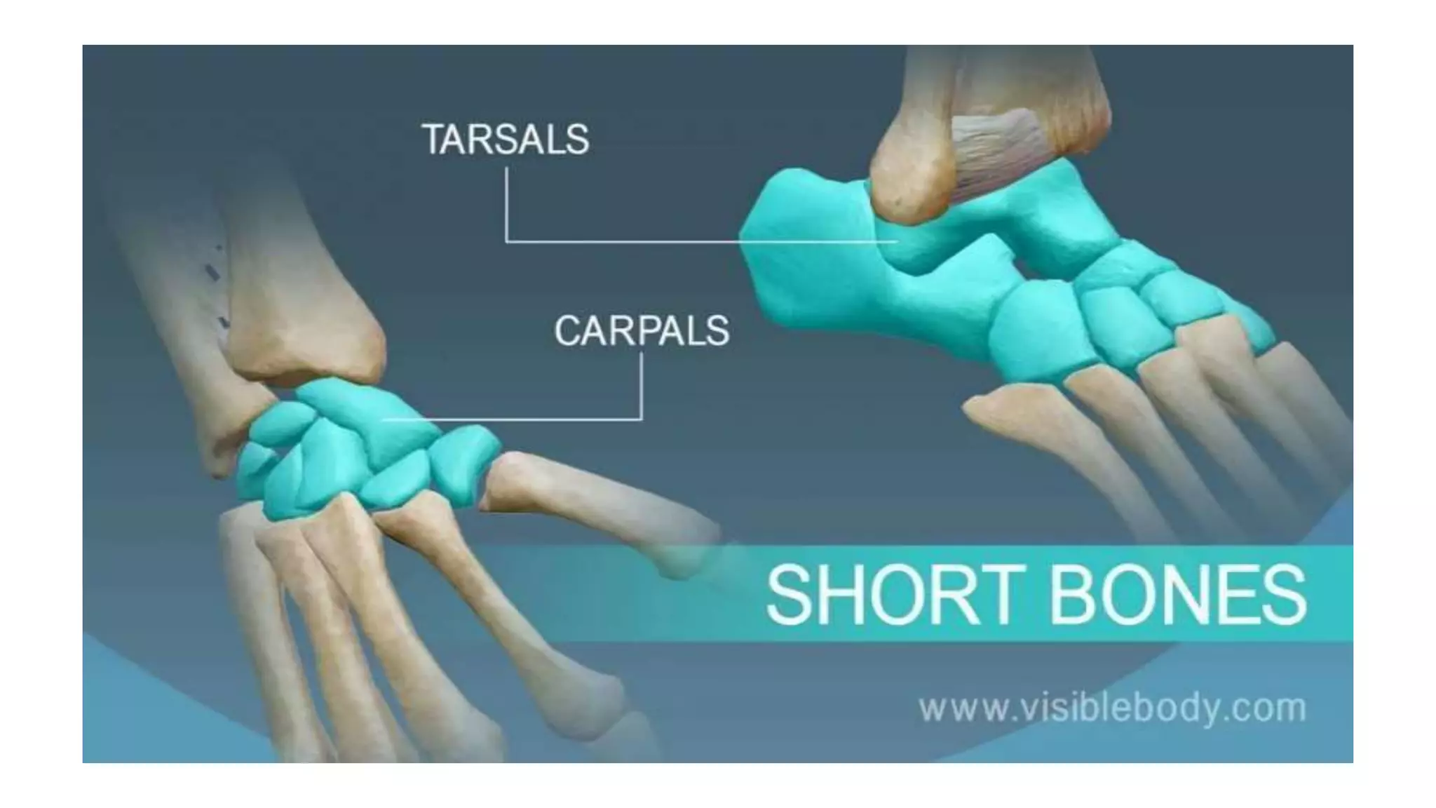 Classification of bones and Anatomy of a long bone | PPTX