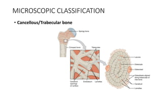 Classification of bones and Anatomy of a long bone | PPTX