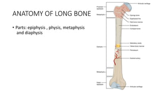 Classification of bones and Anatomy of a long bone | PPTX