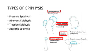 Classification of bones and Anatomy of a long bone | PPTX