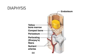 Classification of bones and Anatomy of a long bone | PPTX