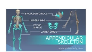 Skeletal sysytem classification of bones.pptx