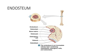 Skeletal sysytem classification of bones.pptx