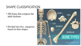 Skeletal sysytem classification of bones.pptx