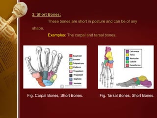 classificationofbonesanatomy-150725135414-lva1-app6891.pptx