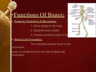 classificationofbonesanatomy-150725135414-lva1-app6891.pptx
