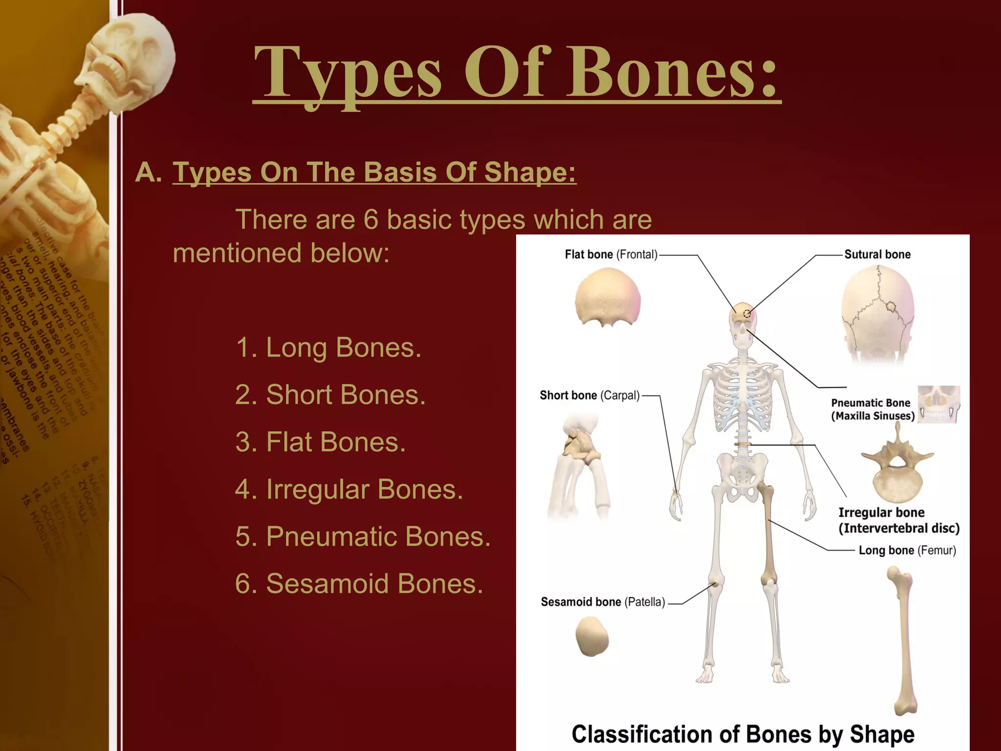 Classification of bones (anatomy) | PPT