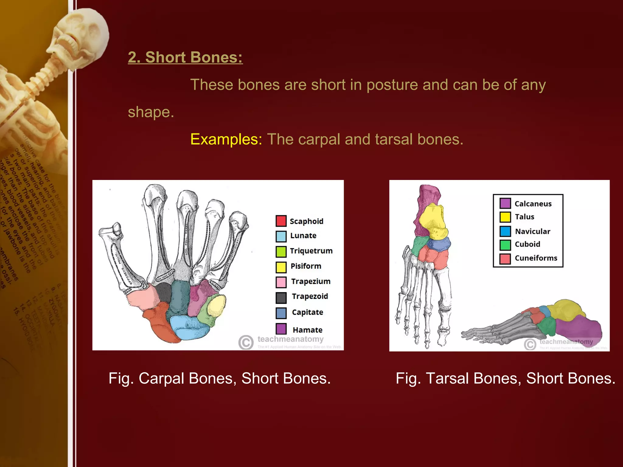 Classification of bones (anatomy) | PPT