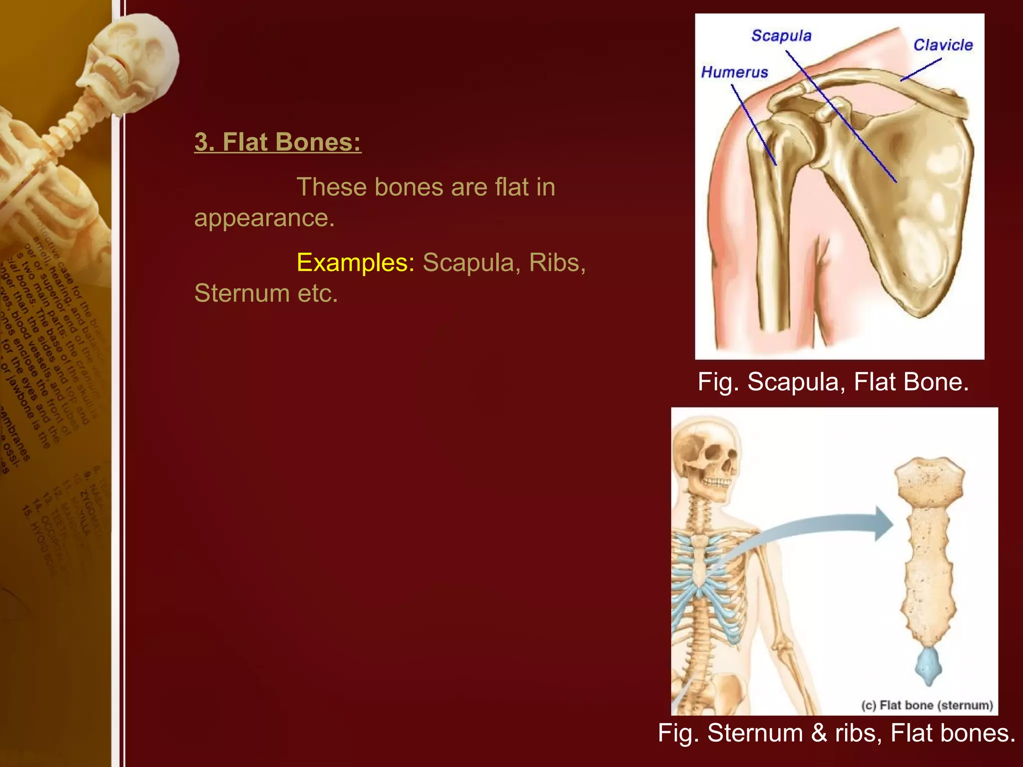 Classification of bones (anatomy) | PPT
