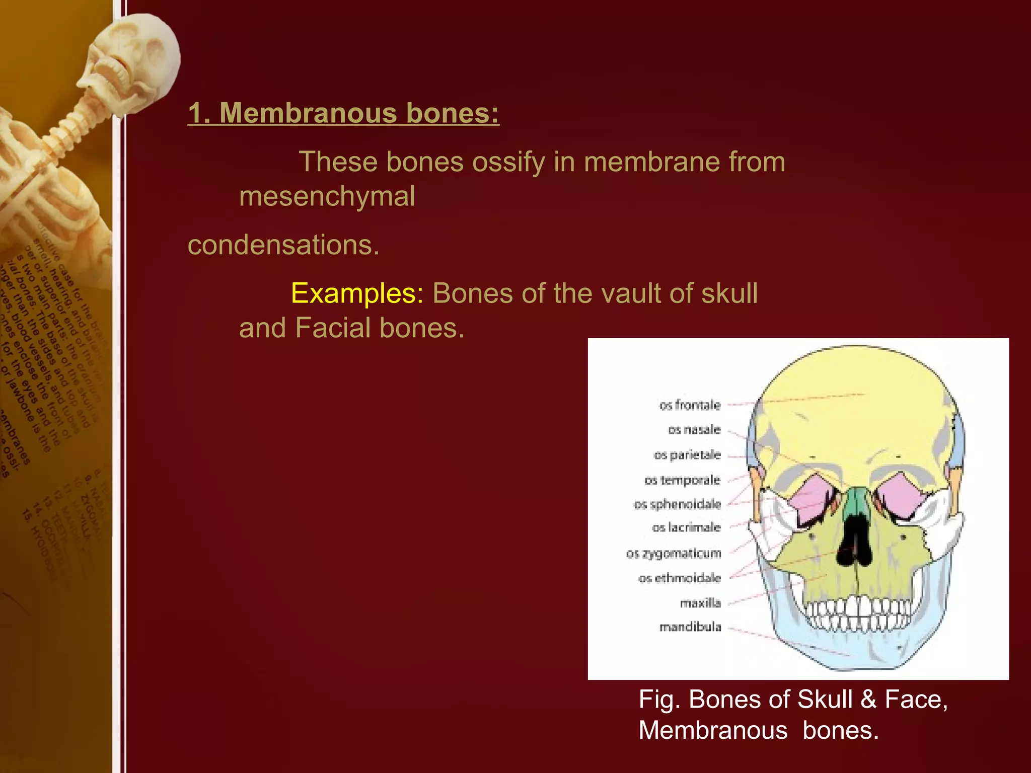 Classification of bones (anatomy) | PPT | Death, Injury, or Military ...