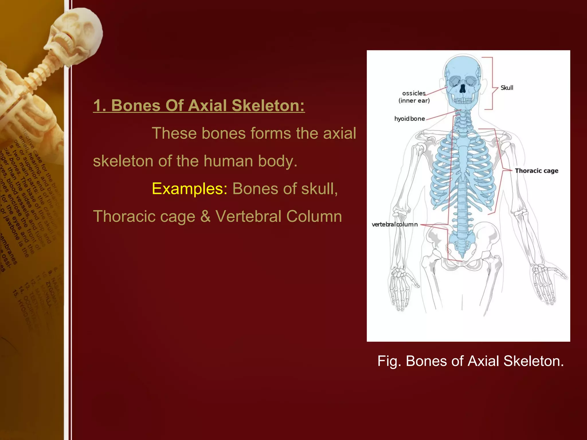 Classification of bones (anatomy) | PPT