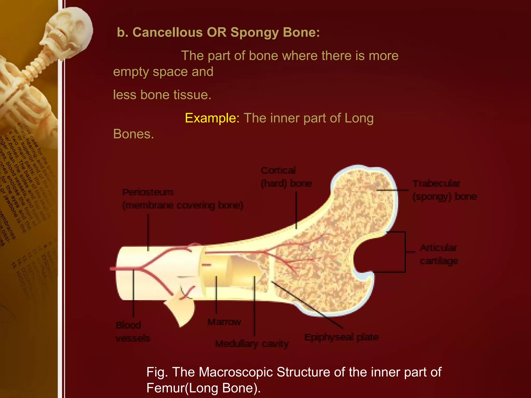 Classification of bones (anatomy) | PPT