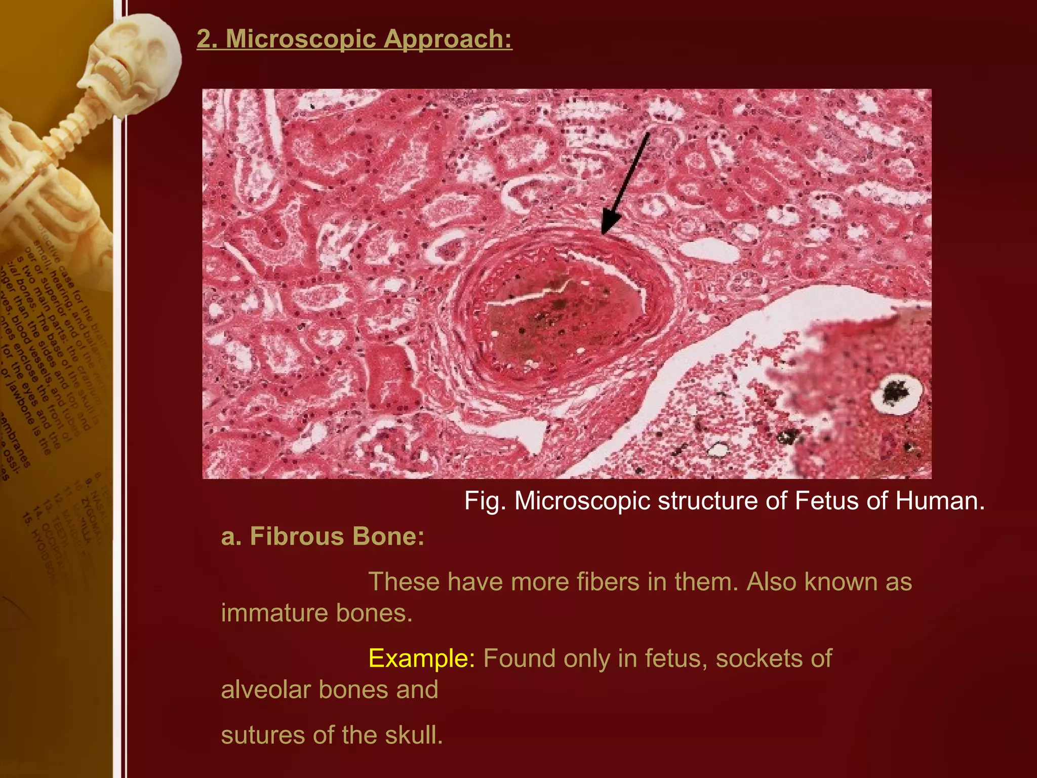 Classification of bones (anatomy) | PPT