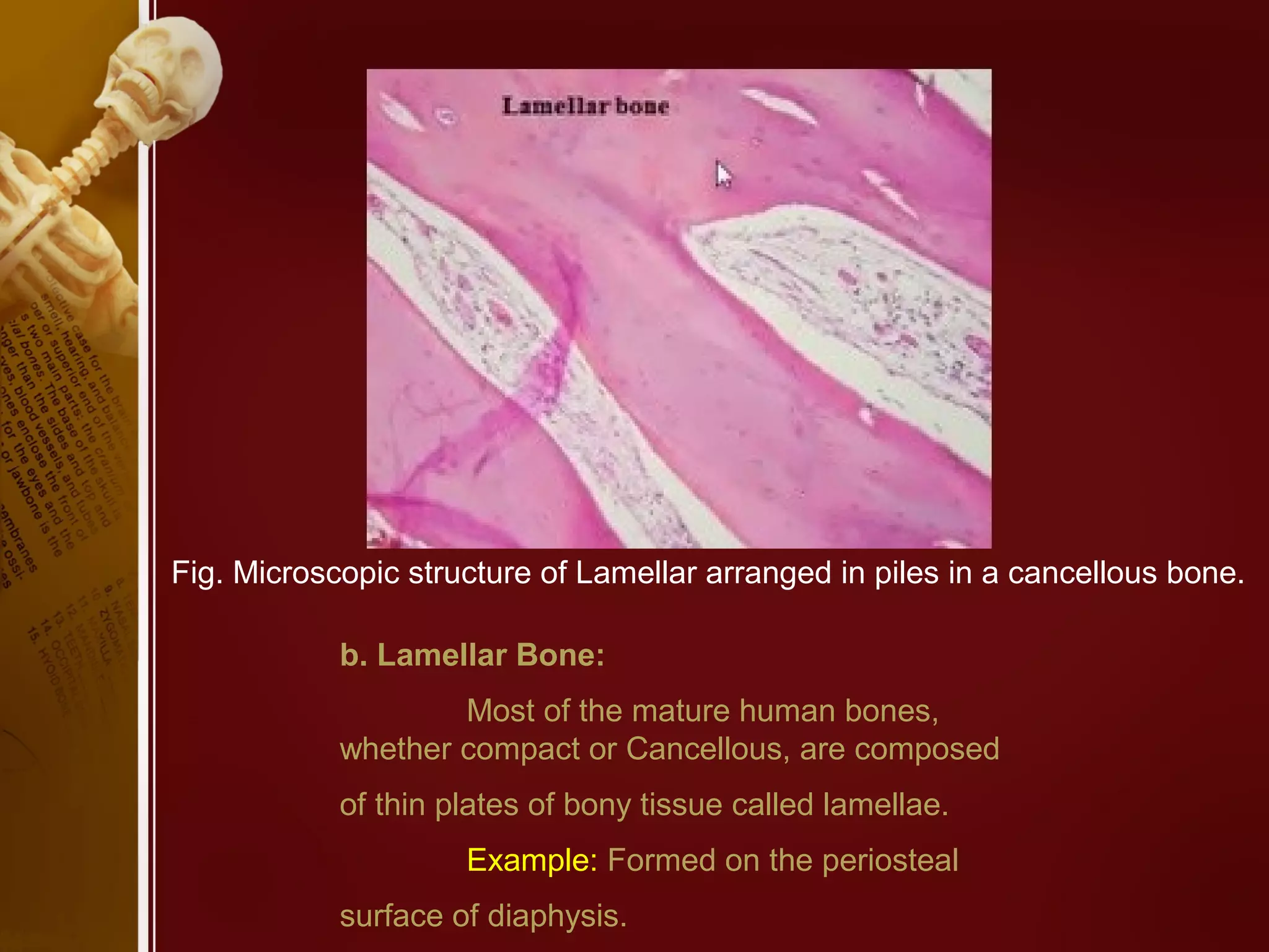 Classification of bones (anatomy) | PPT