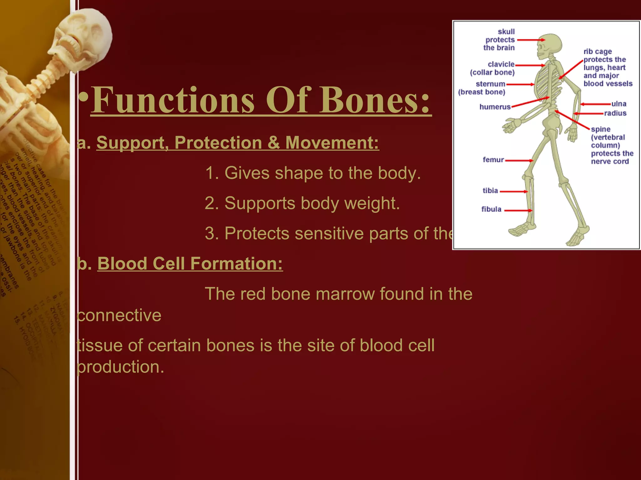 Classification of bones (anatomy) | PPT