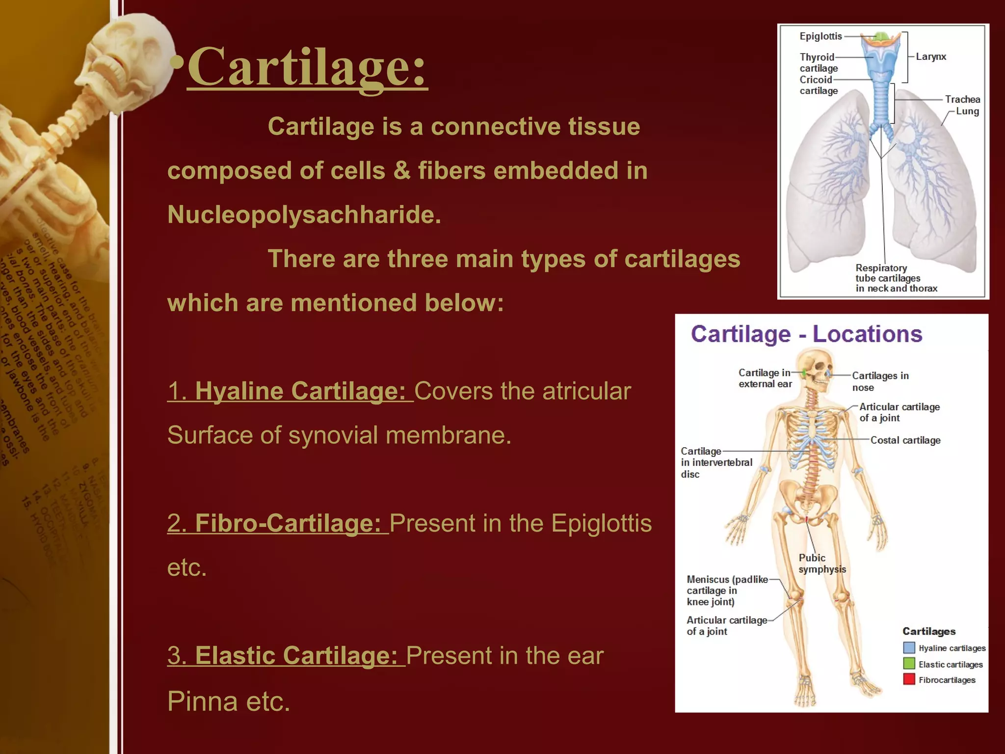 Classification of bones (anatomy) | PPT