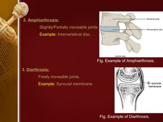 Classification of bones (anatomy) | PPT
