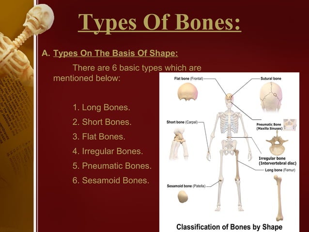 Classification of bones (anatomy) | PPT | Death, Injury, or Military ...