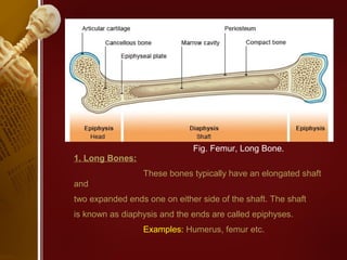 Classification of bones (anatomy) | PPT
