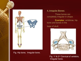 Classification of bones (anatomy) | PPT