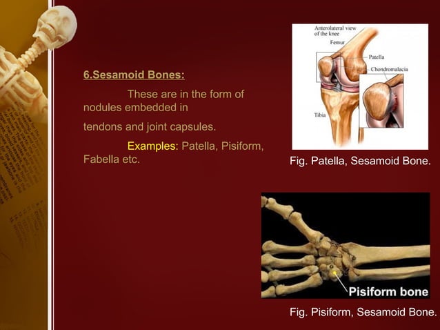 Classification of bones (anatomy) | PPT | Death, Injury, or Military ...