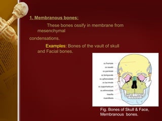 Classification of bones (anatomy) | PPT