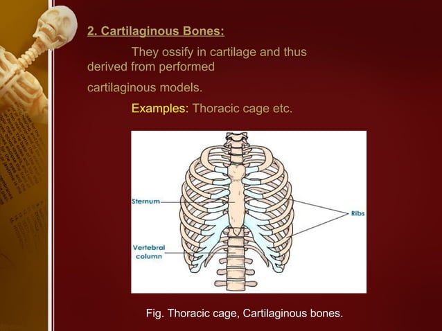Classification of bones (anatomy) | PPT | Death, Injury, or Military ...