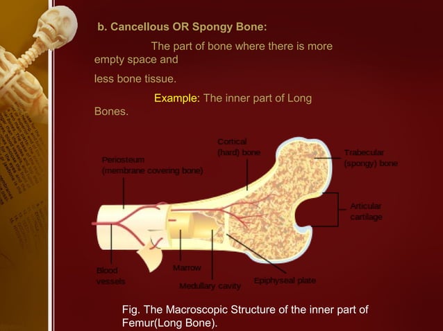 Classification of bones (anatomy) | PPT | Death, Injury, or Military ...