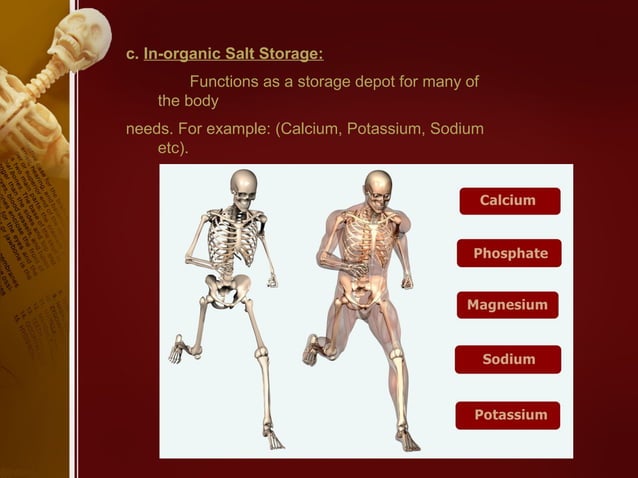 Classification of bones (anatomy) | PPT | Death, Injury, or Military ...
