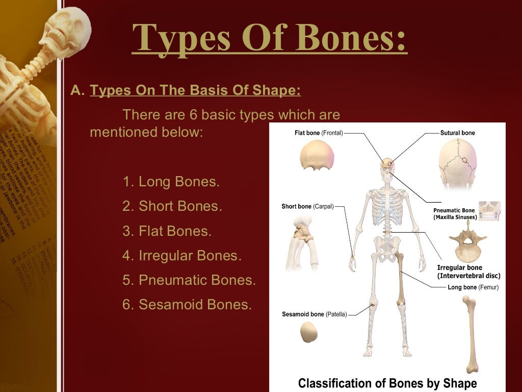 Classification of bones (anatomy) Classification of bones (anatomy)