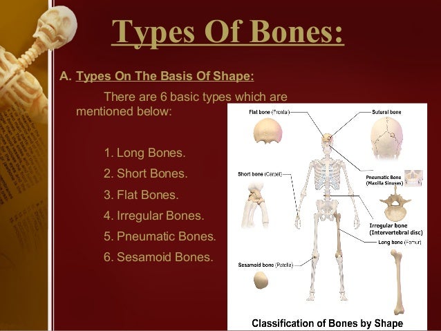 Classification Of Bones anatomy Classification Of Bones anatomy