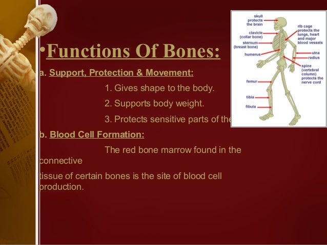 Bone Location And Function