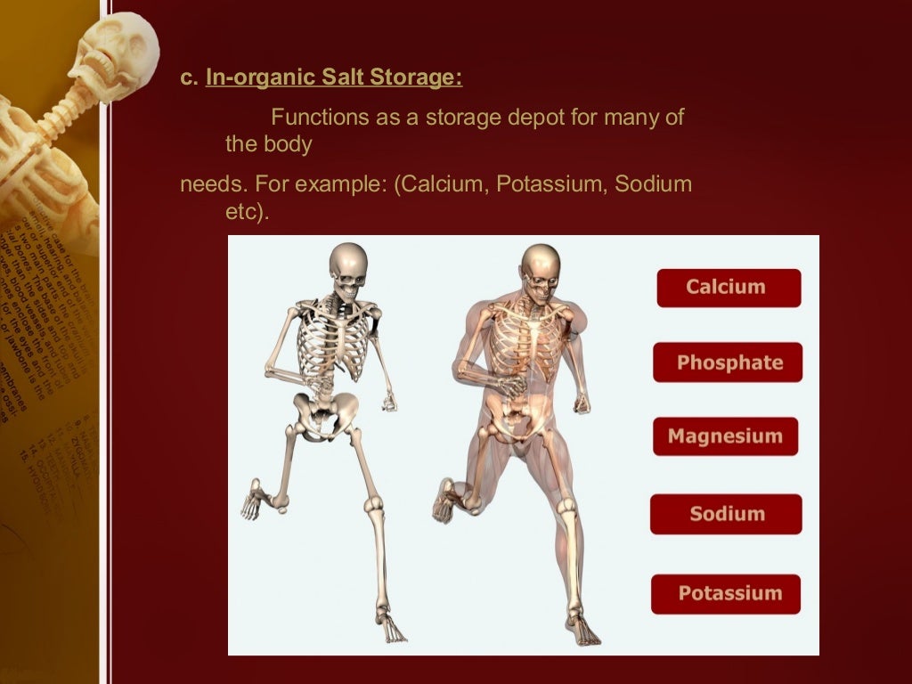Classification Of Bones anatomy classification-of-bones-anatomy