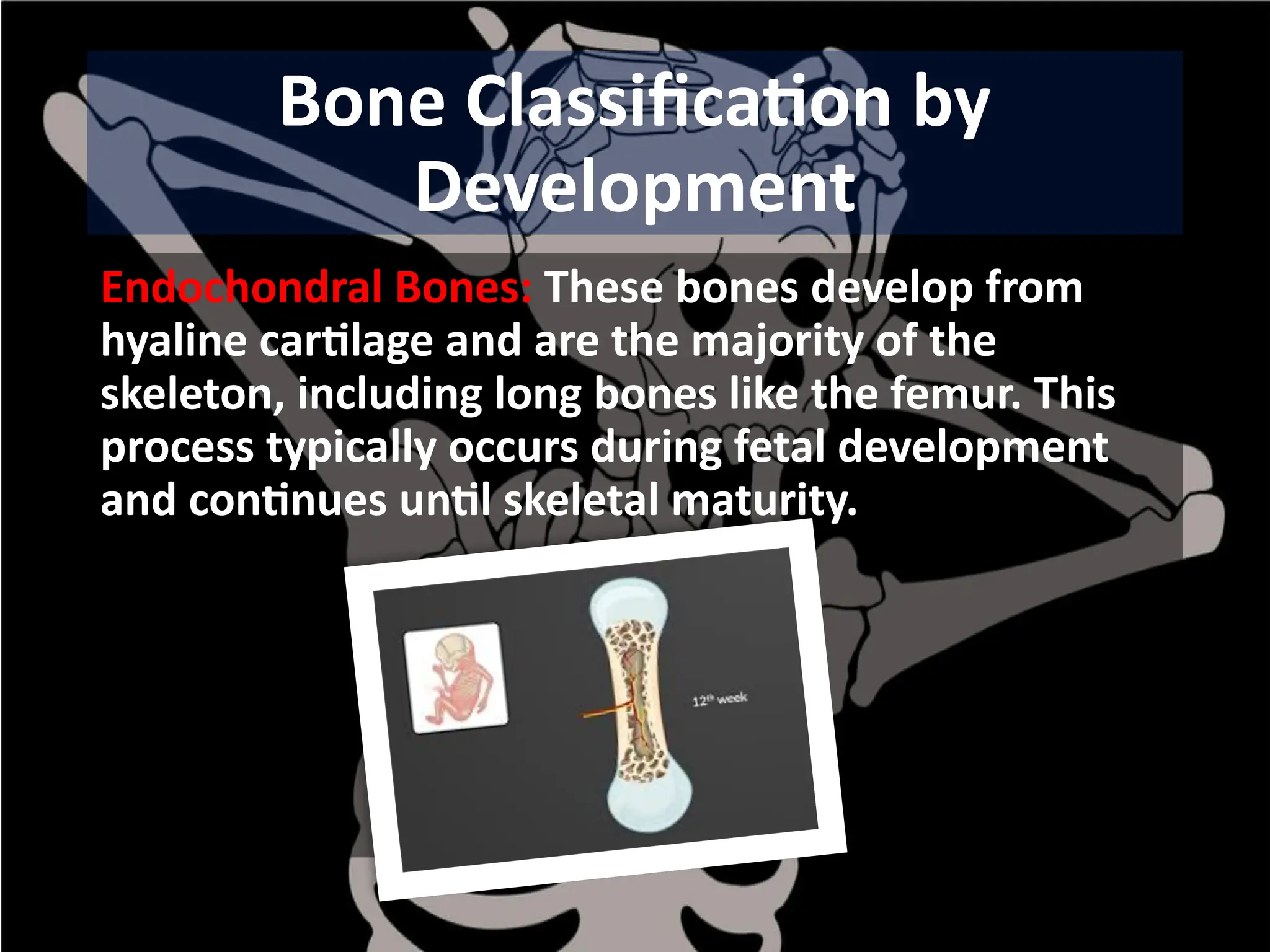 classification_of_bonesClassBon_ppt1.pptx
