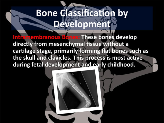 classification_of_bonesClassBon_ppt1.pptx