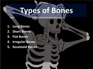 classification_of_bonesClassBon_ppt1.pptx