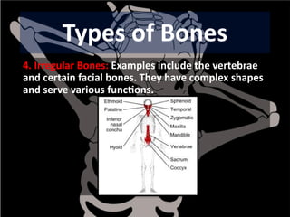 classification_of_bonesClassBon_ppt1.pptx