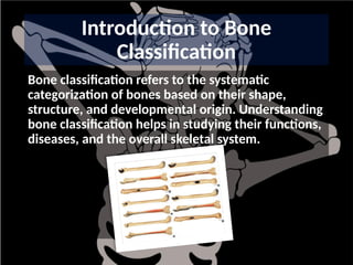 Comprehensive Classification of Human Bones: Types, Composition, and ...