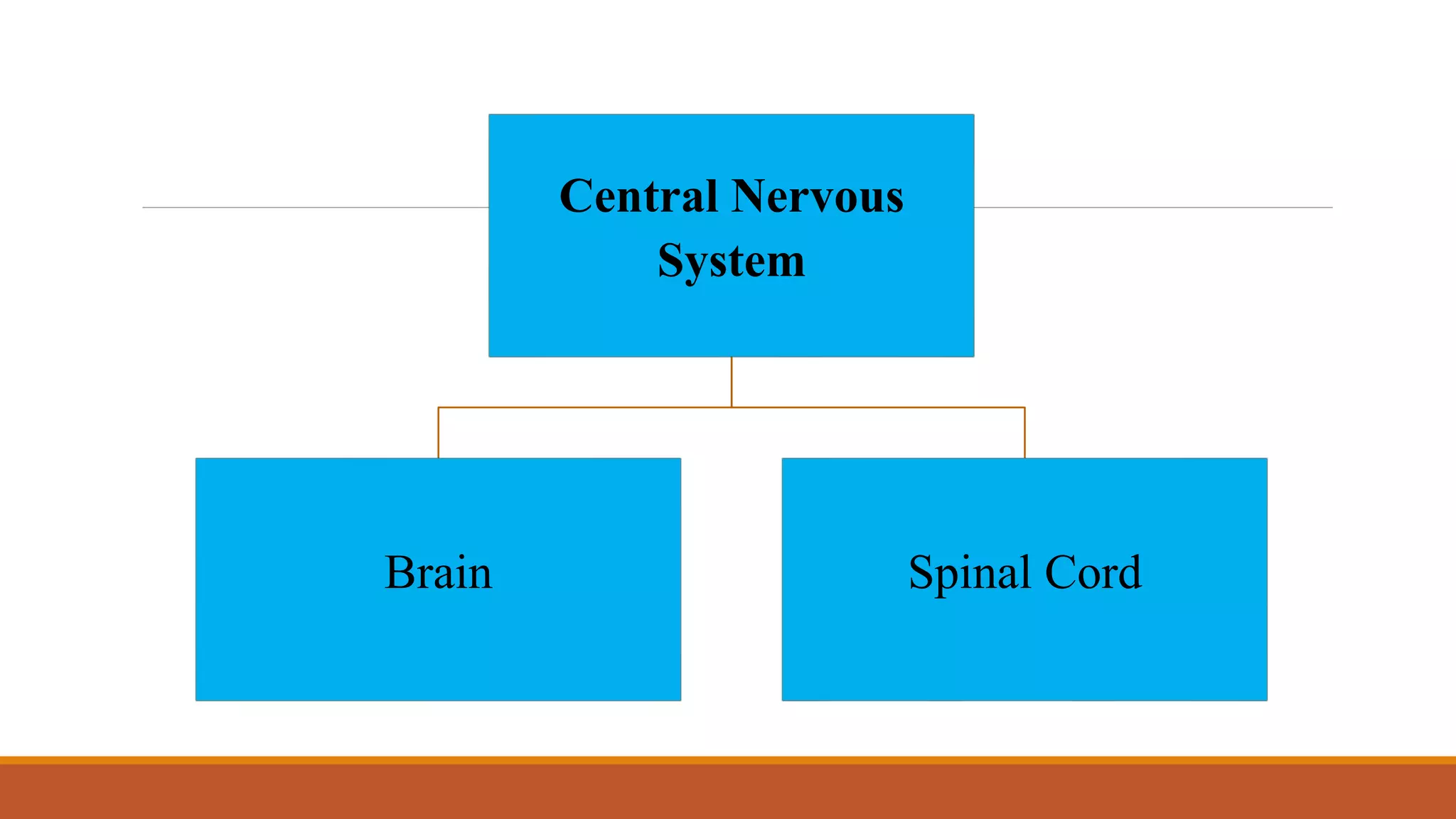 Classification of nervous system | PPTX