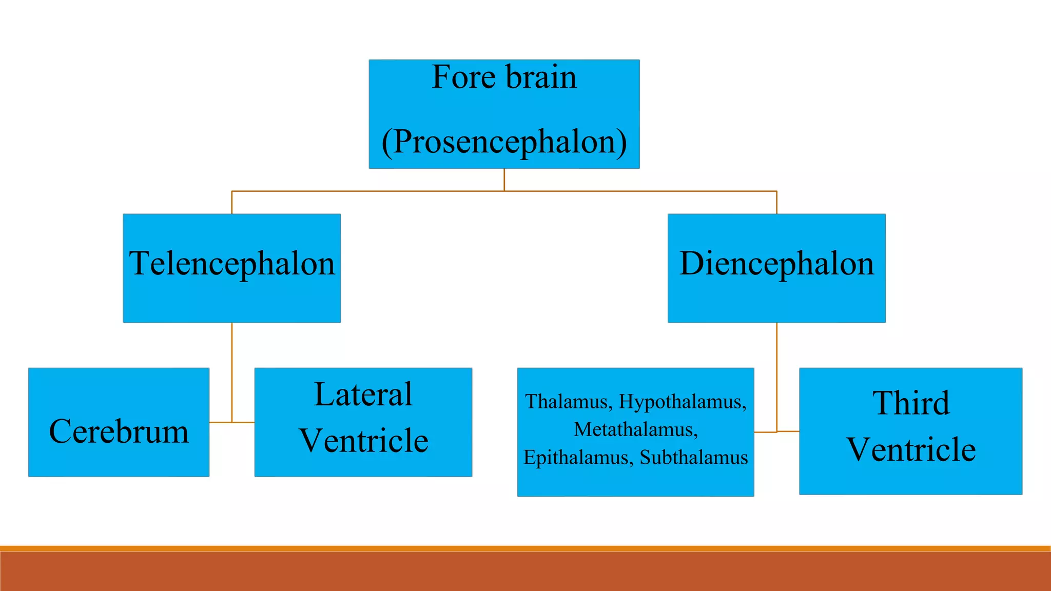 Classification of nervous system | PPTX