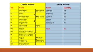 Classification of nervous system | PPTX