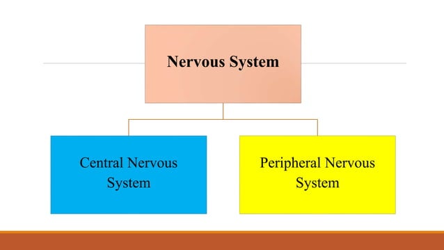 Classification of nervous system | PPTX