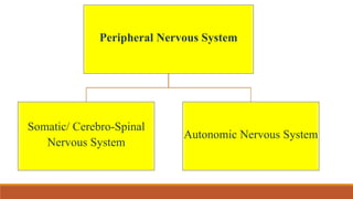 Classification of nervous system | PPTX