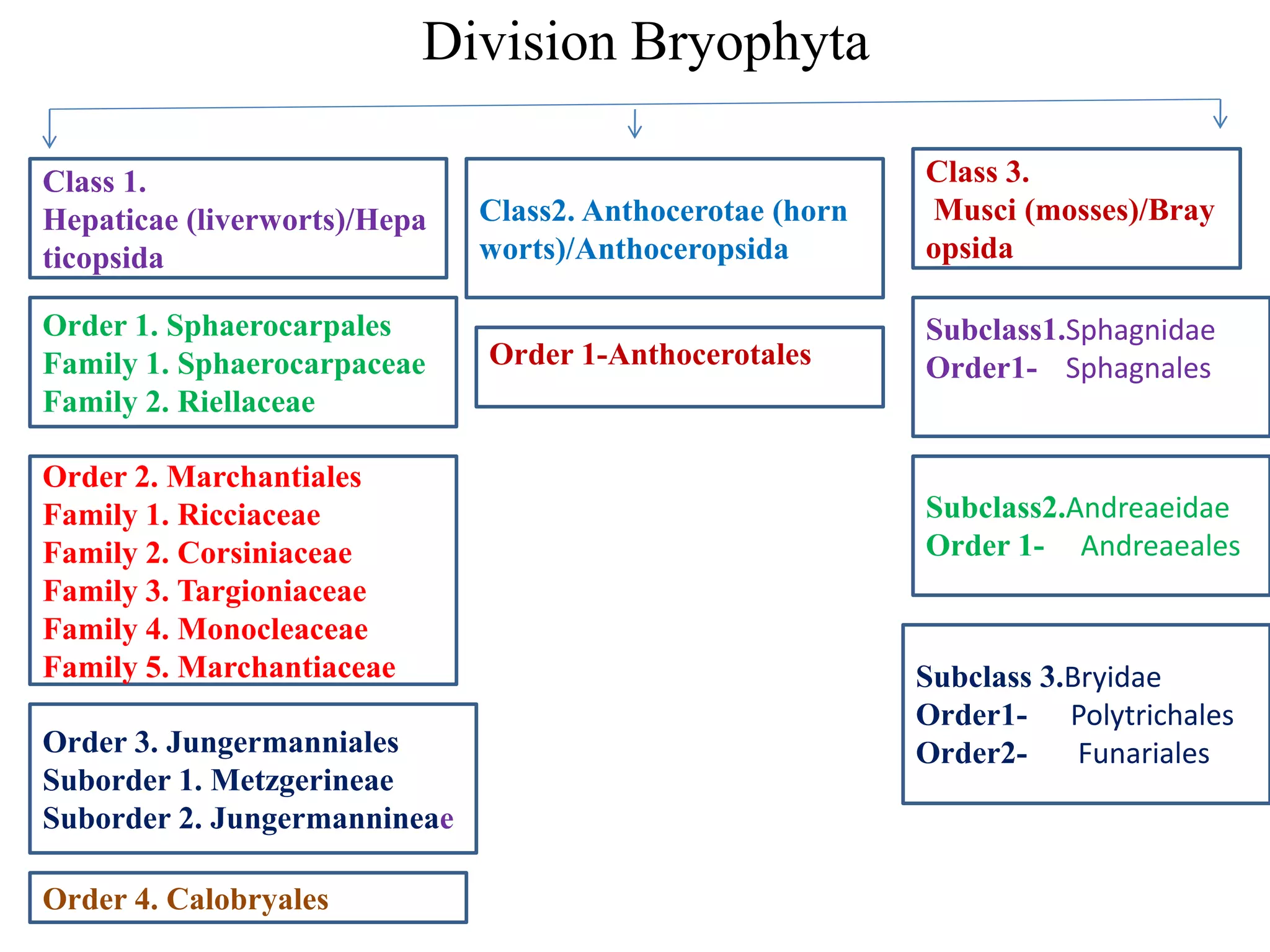 Classification of brayophyta | PPTX